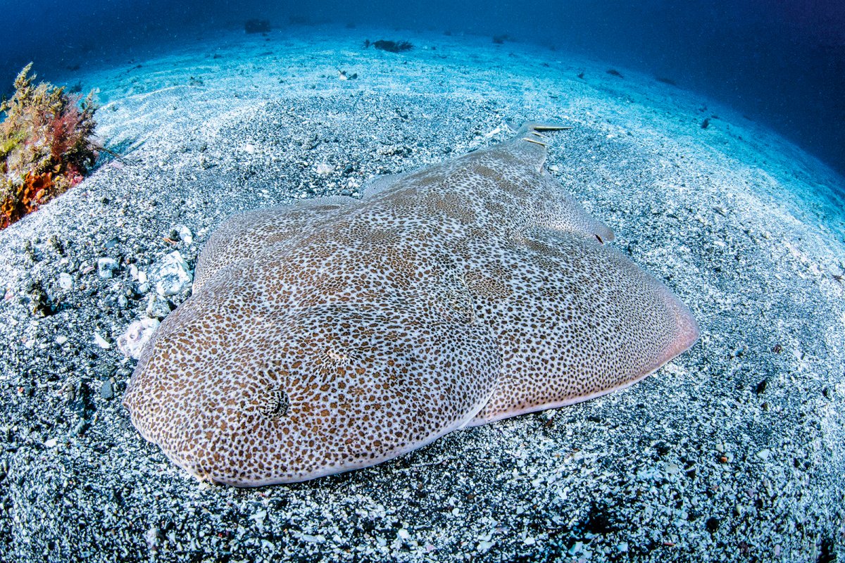 Squalo Angelo Del Pacifico
