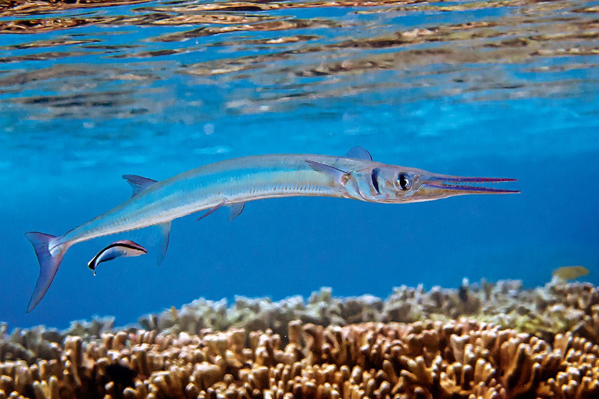 Garfish