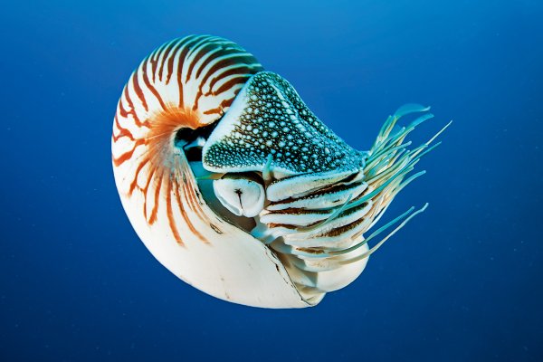 Pictures Of Mollusks