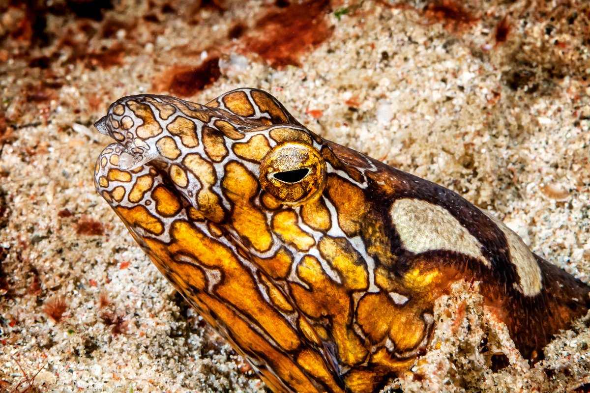 Serpente Di Mare Maculato Caraibico
