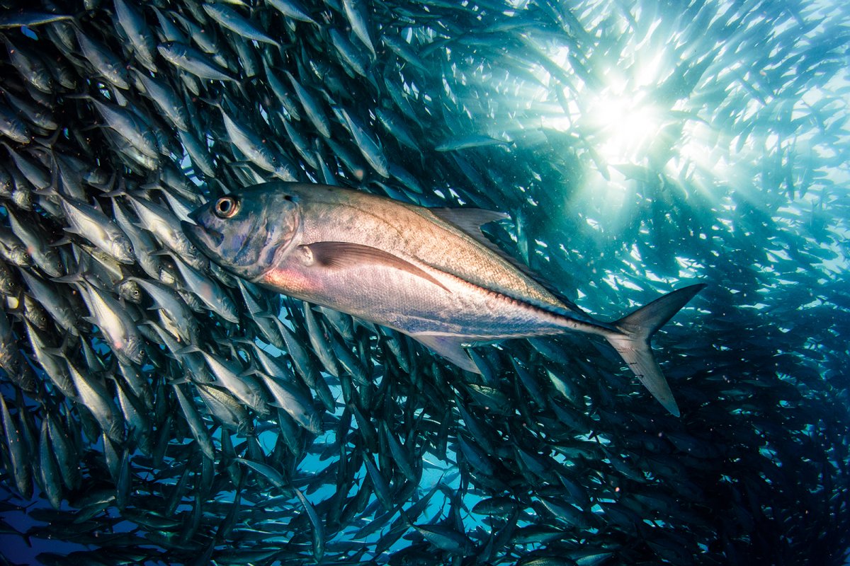 Jackfish