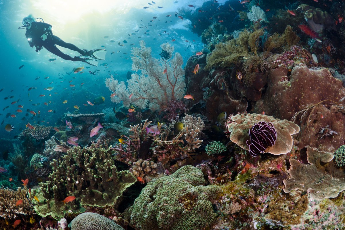 Conservation in Action: How Divers Can Protect The Ocean