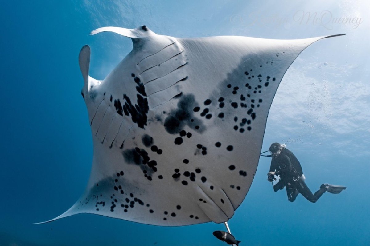 SSI x Edges of Earth: Manta Madness - Experiencing the iconic Kona ...