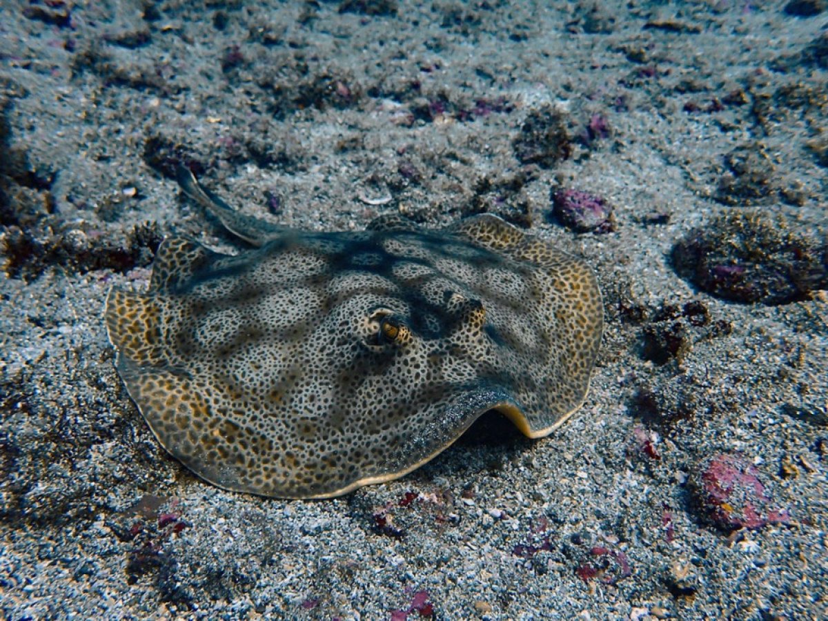 SSI x Edges of Earth: Diving in Costa Rica With Over 200 Tiny Stingrays