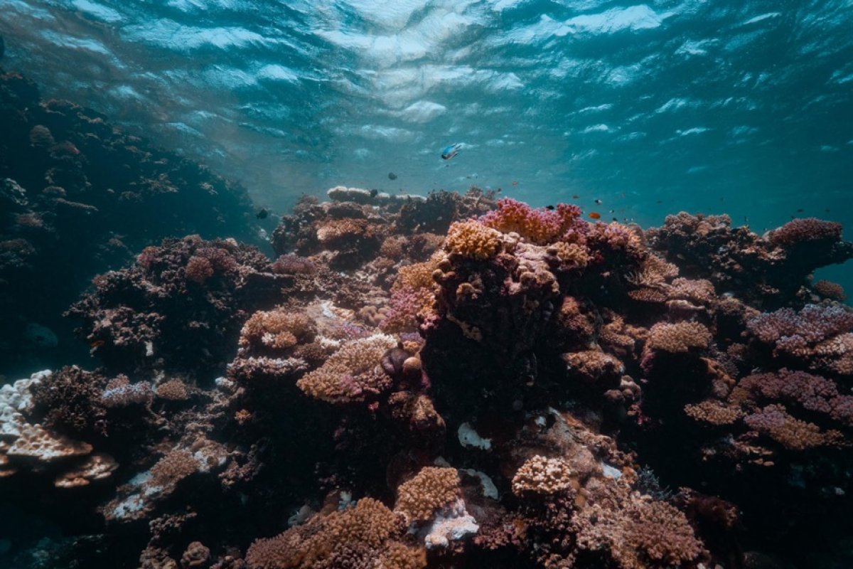 SSI x Edges of Earth: Saudi Arabia – The Diving Frontier They Never ...