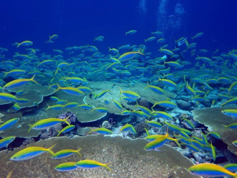 Exterminate rats to strengthen coral reefs